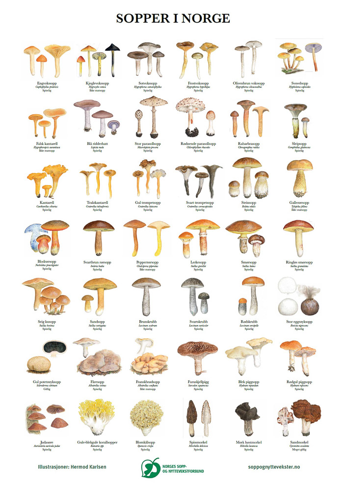 Plakater fra Natur og Fritid.