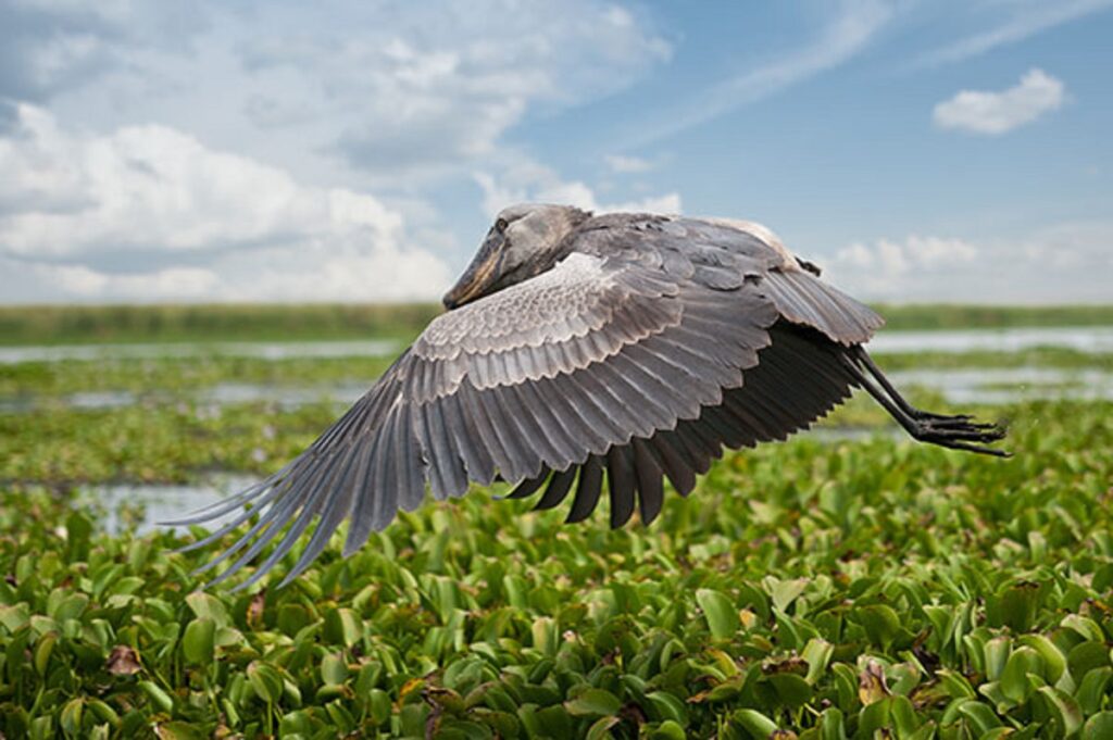 Uganda – NoF Travel tur - Natur og Fritid